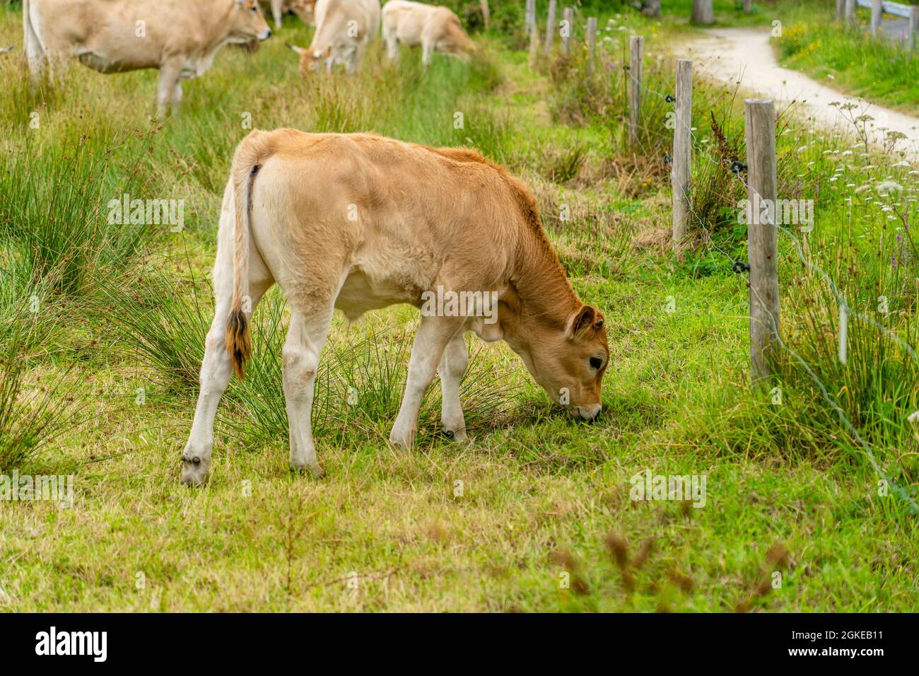 Limousin cows in Bretagne, France. A group of brown cows Aubrac graze ...