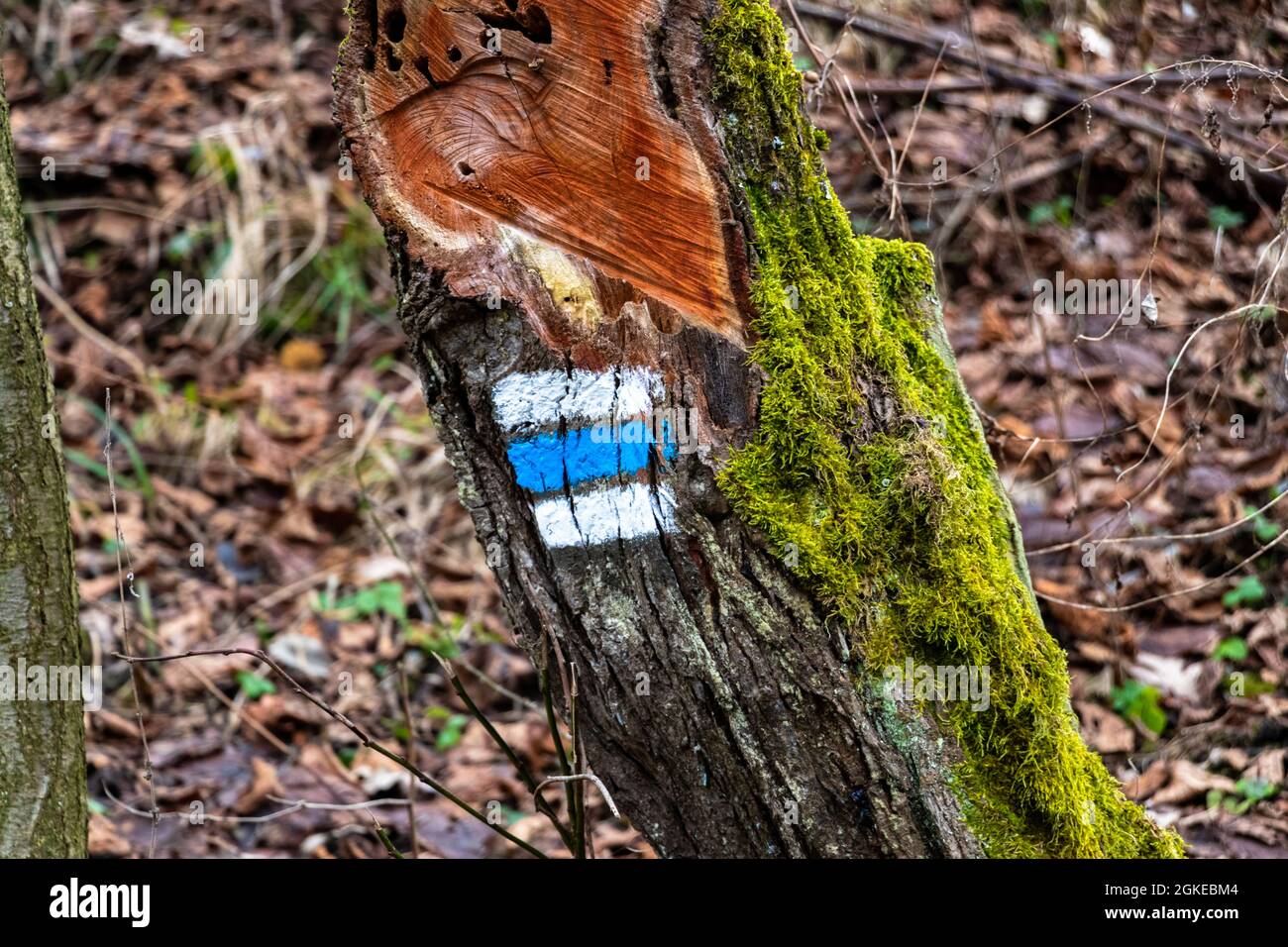 Blue mark tree hi-res stock photography and images - Alamy
