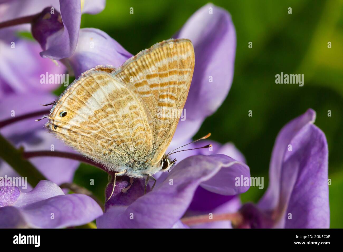 Closeup of the Lampides boeticus, small orange butterfly on lilac ...