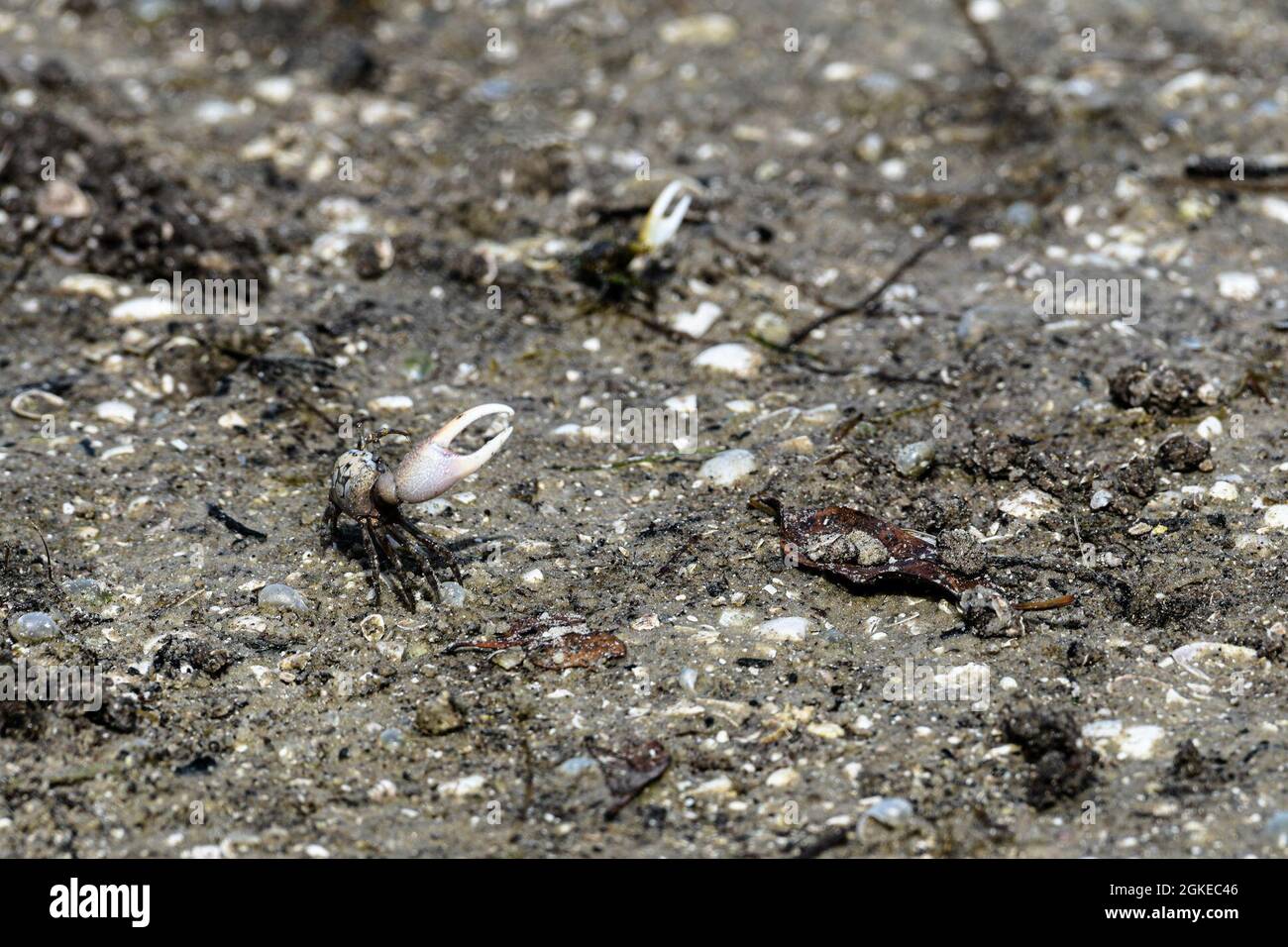 The U.S. Fish and Wildlife Service's J.N. Ding Darling National ...