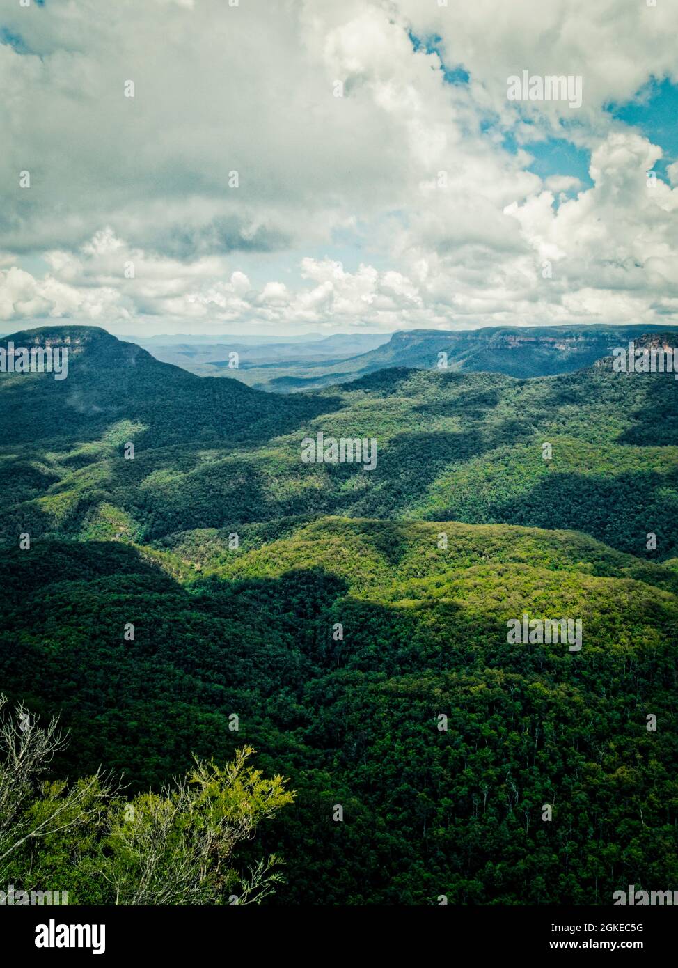 Canopy of eucolyptus trees across the Jamison Valley in the Blue ...