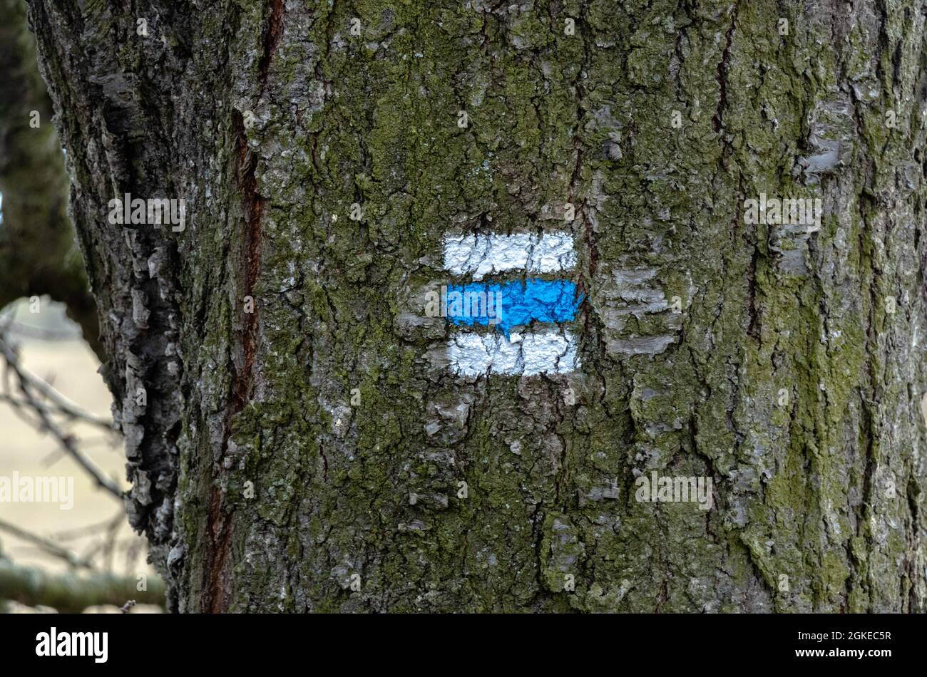 blue way marking on tree Stock Photo - Alamy