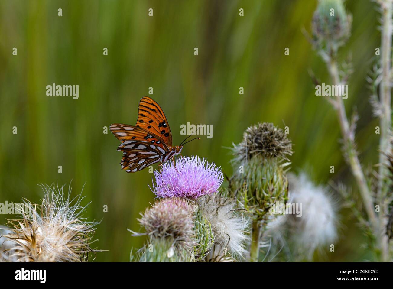 The Mangrove Head Pond, located on the J.N. Ding Darling National ...