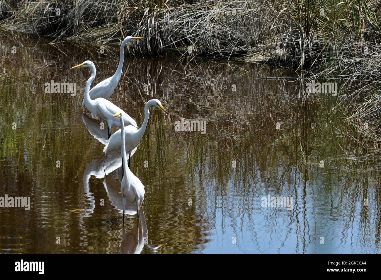 Eat fish insects and frogs hi-res stock photography and images - Alamy