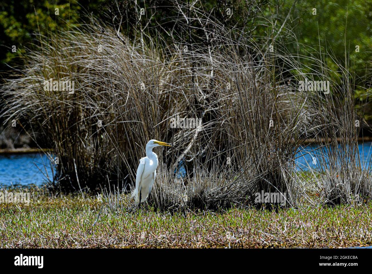At the U.S. Fish and Wildlife Service's J.N. Ding Darling National ...
