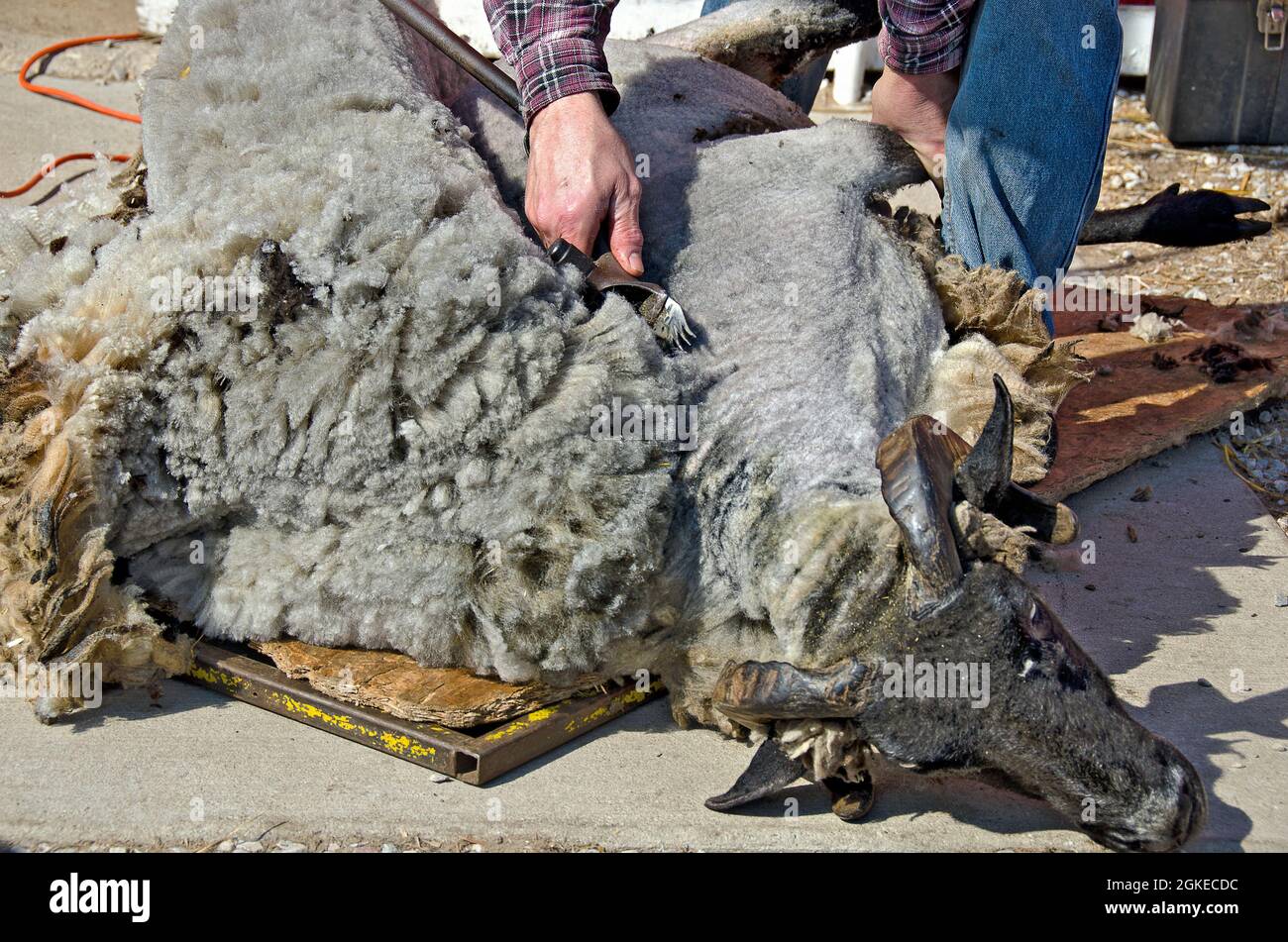 Sheep shearing on the farm Stock Photo - Alamy