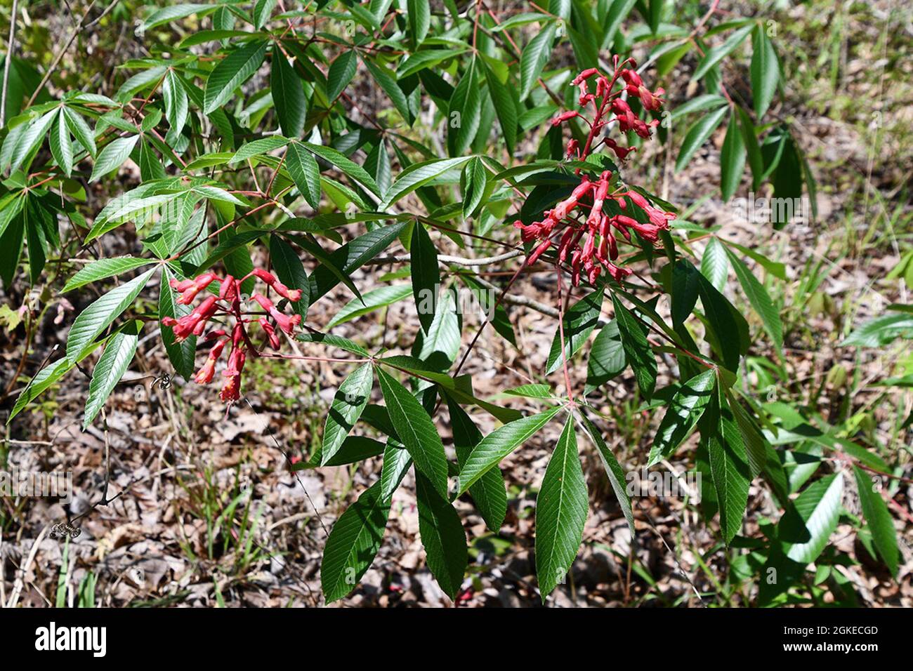 Buckeye trail hi-res stock photography and images - Alamy