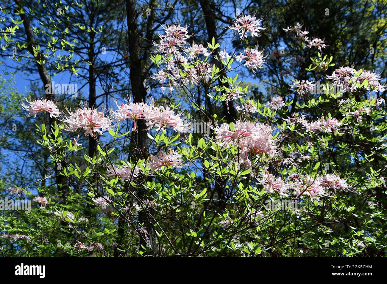 Marion bonner trail hi-res stock photography and images - Alamy