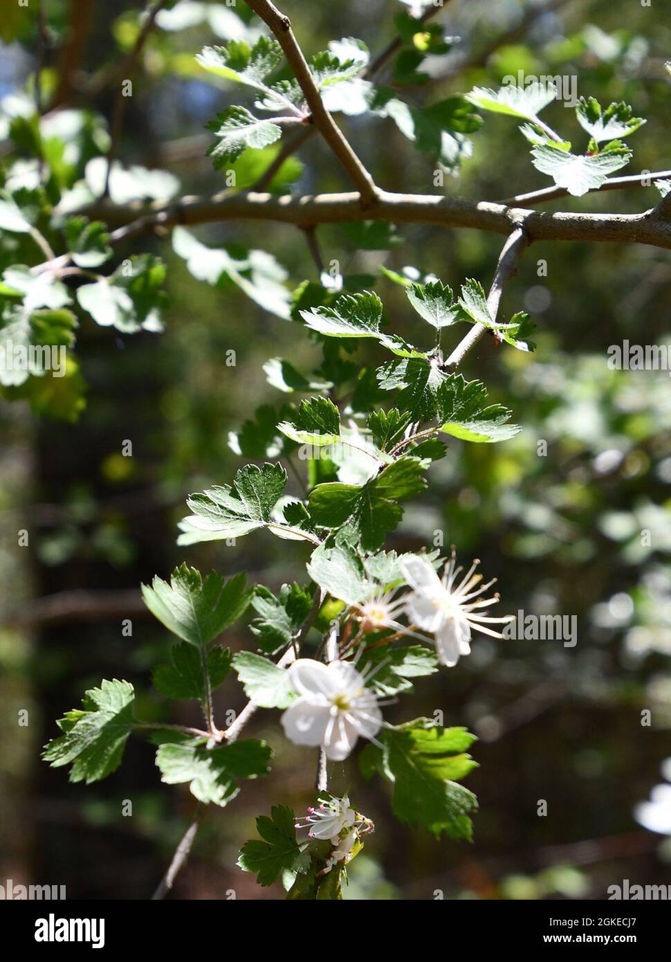 Marion bonner trail hi-res stock photography and images - Alamy