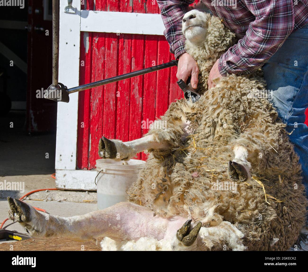 Sheep shearing on the farm Stock Photo - Alamy