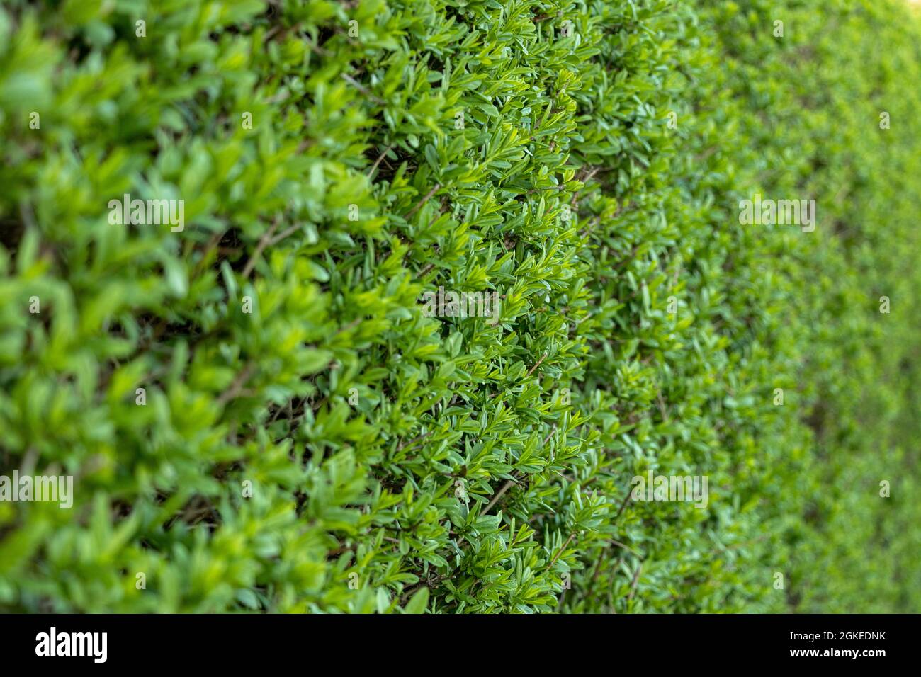 side closeup view of green hedge Stock Photo - Alamy