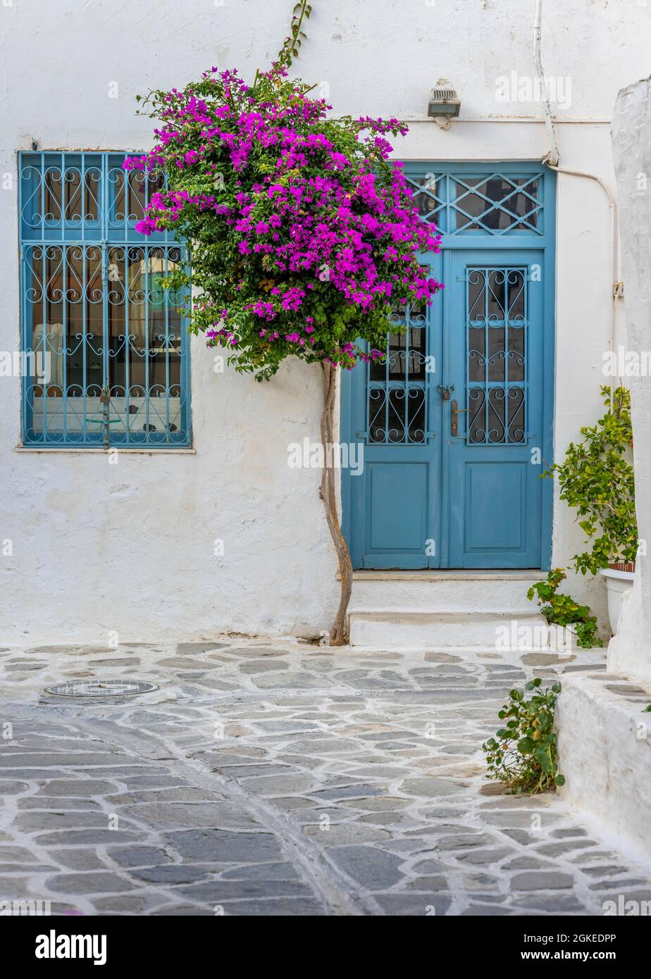 Flowering bougainvillea, Cycladic house with blue door, old town of ...