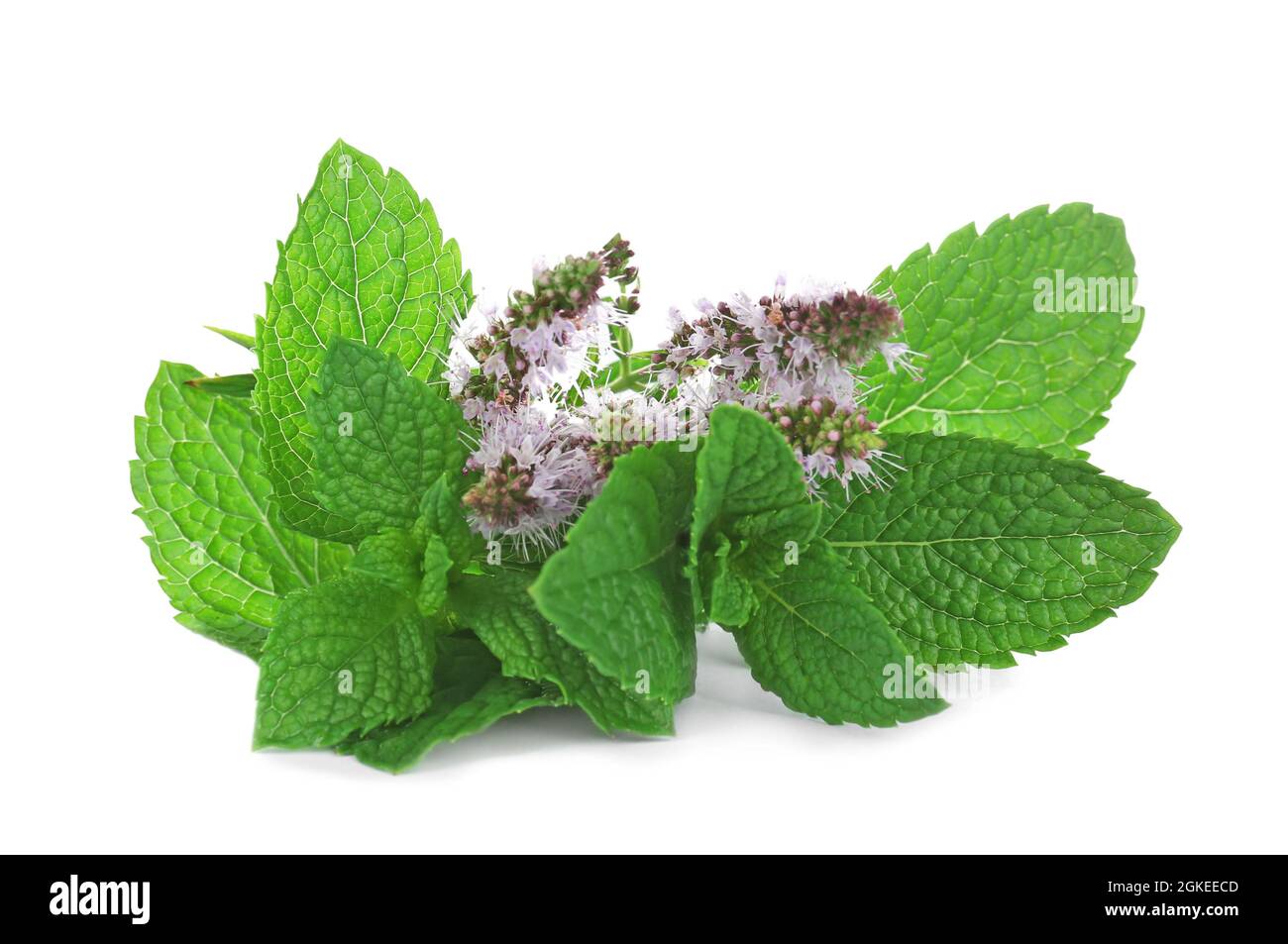 Fresh mint with flowers on white background Stock Photo - Alamy