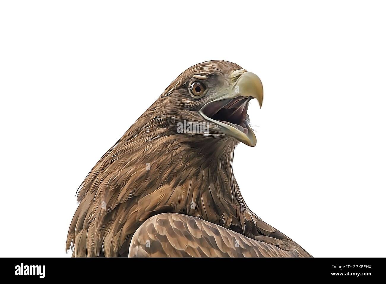 eagle with open beak isolated on white background. High quality photo ...