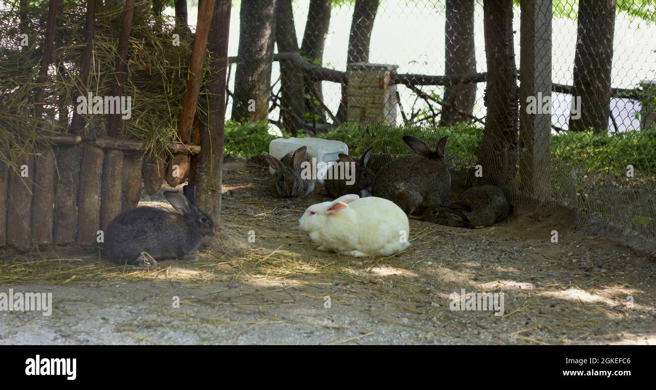 Adult baby rabbits hi-res stock photography and images - Alamy