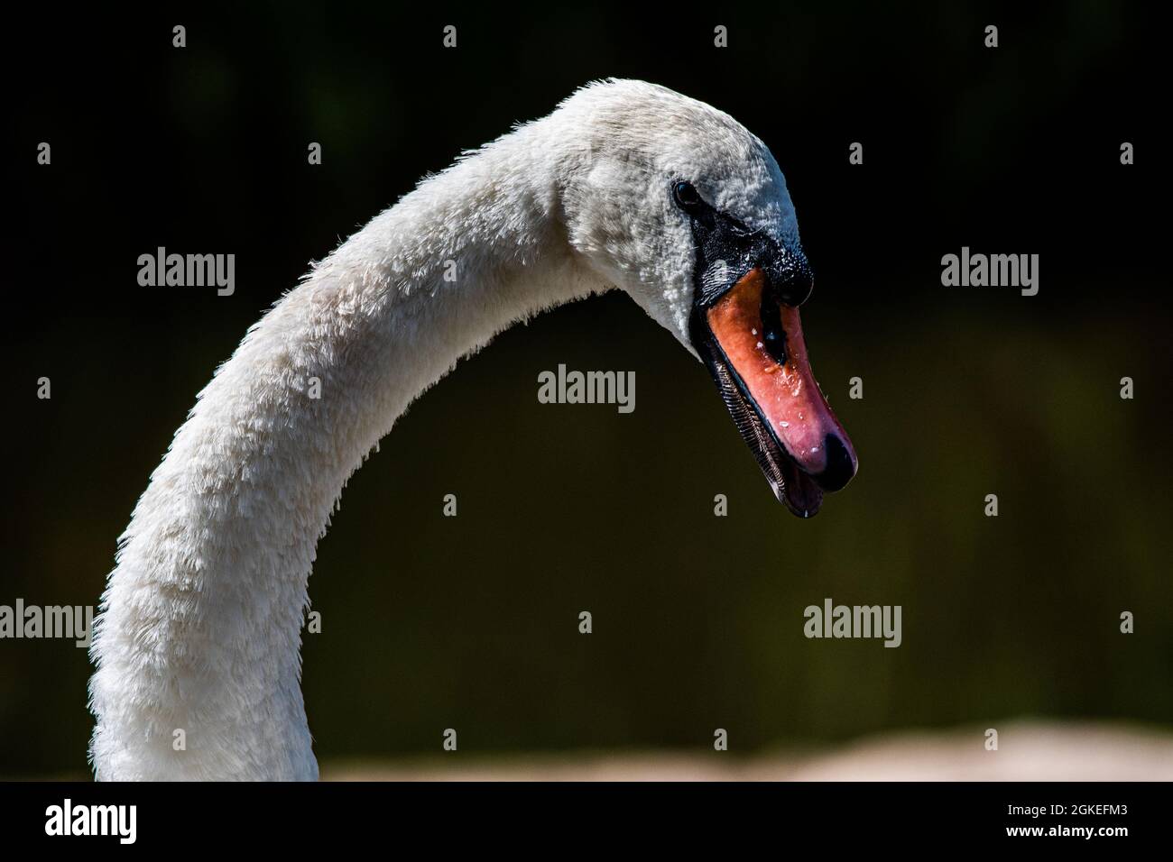 Mute Swan Head Shot Stock Photo - Alamy