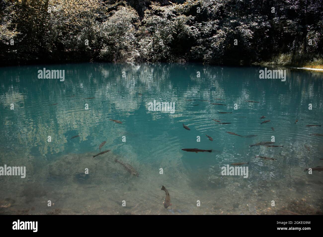 Serbia - Flock of brown trout swimming in Mlava River Stock Photo - Alamy