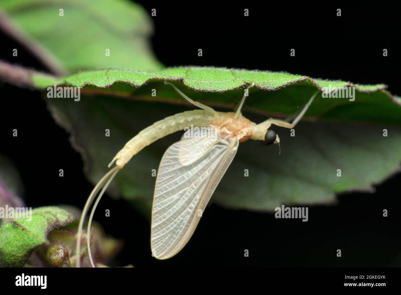 White mayflies hi-res stock photography and images - Alamy