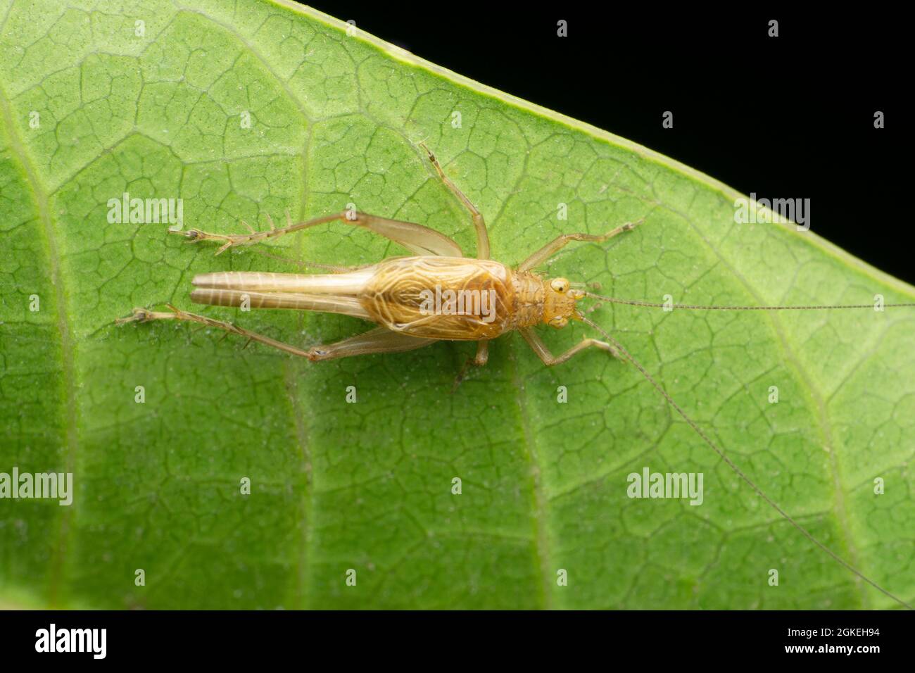 Striped Ground Cricket - Allonemobius fasciatus, Satara, Maharashtra ...