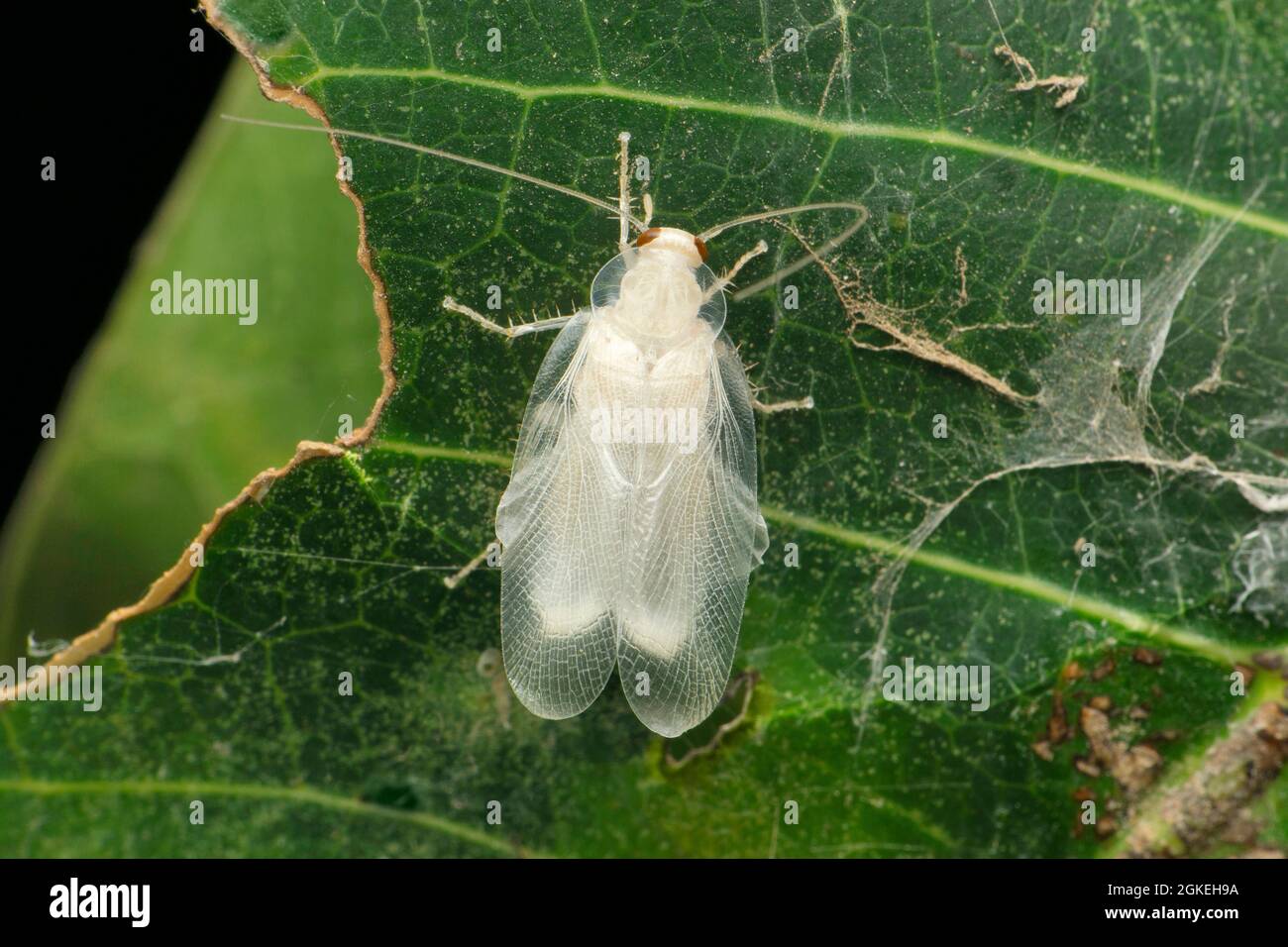 White cockroach species, Satara, Maharashtra, India Stock Photo - Alamy