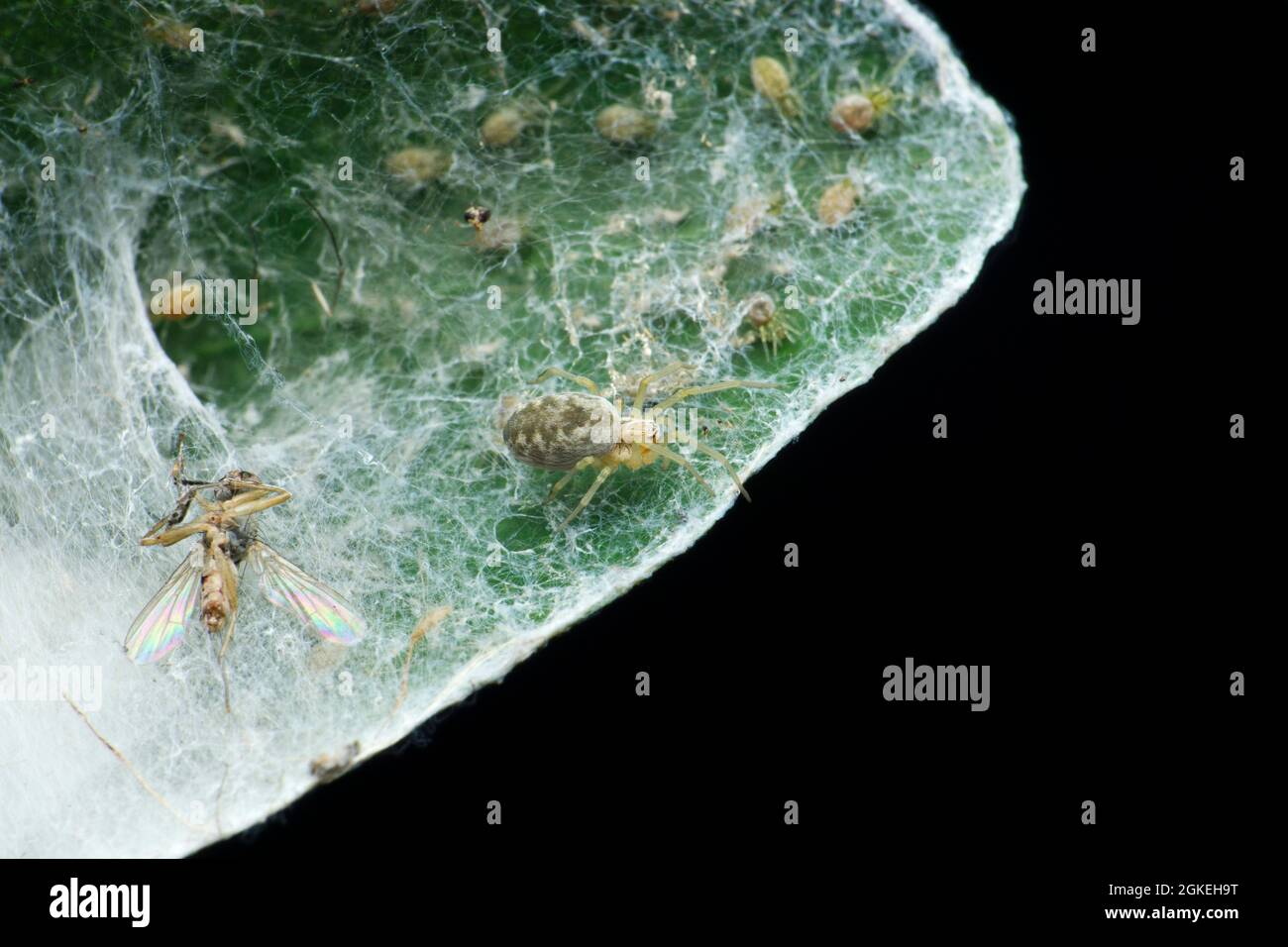 Nigma is a genus of cribellate araneomorph spiders in the family ...