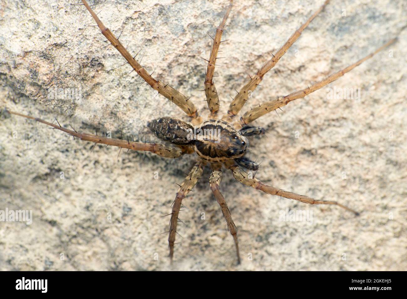 Tarantrula wolf spider, Lycosa tarantula, Satara, Maharashtra, India ...