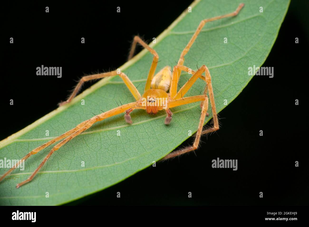 Yellow Huntsman spider, Opisthosoma species, Satara, Maharashtra, India ...