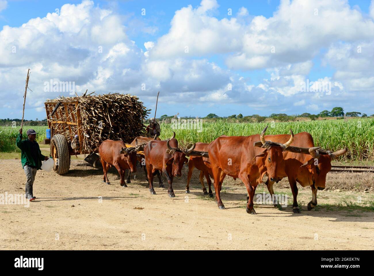 Oxcart, sugar cane (Saccharum officinarum), sugar cane harvest ...