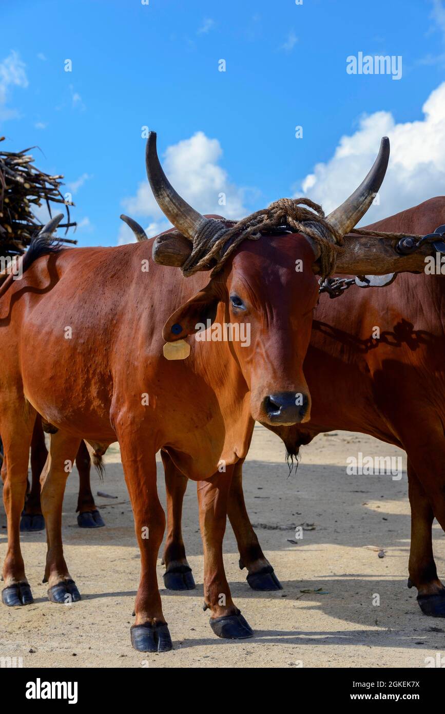 Ox, sugar cane (Saccharum officinarum), sugar cane harvest, Caribbean ...