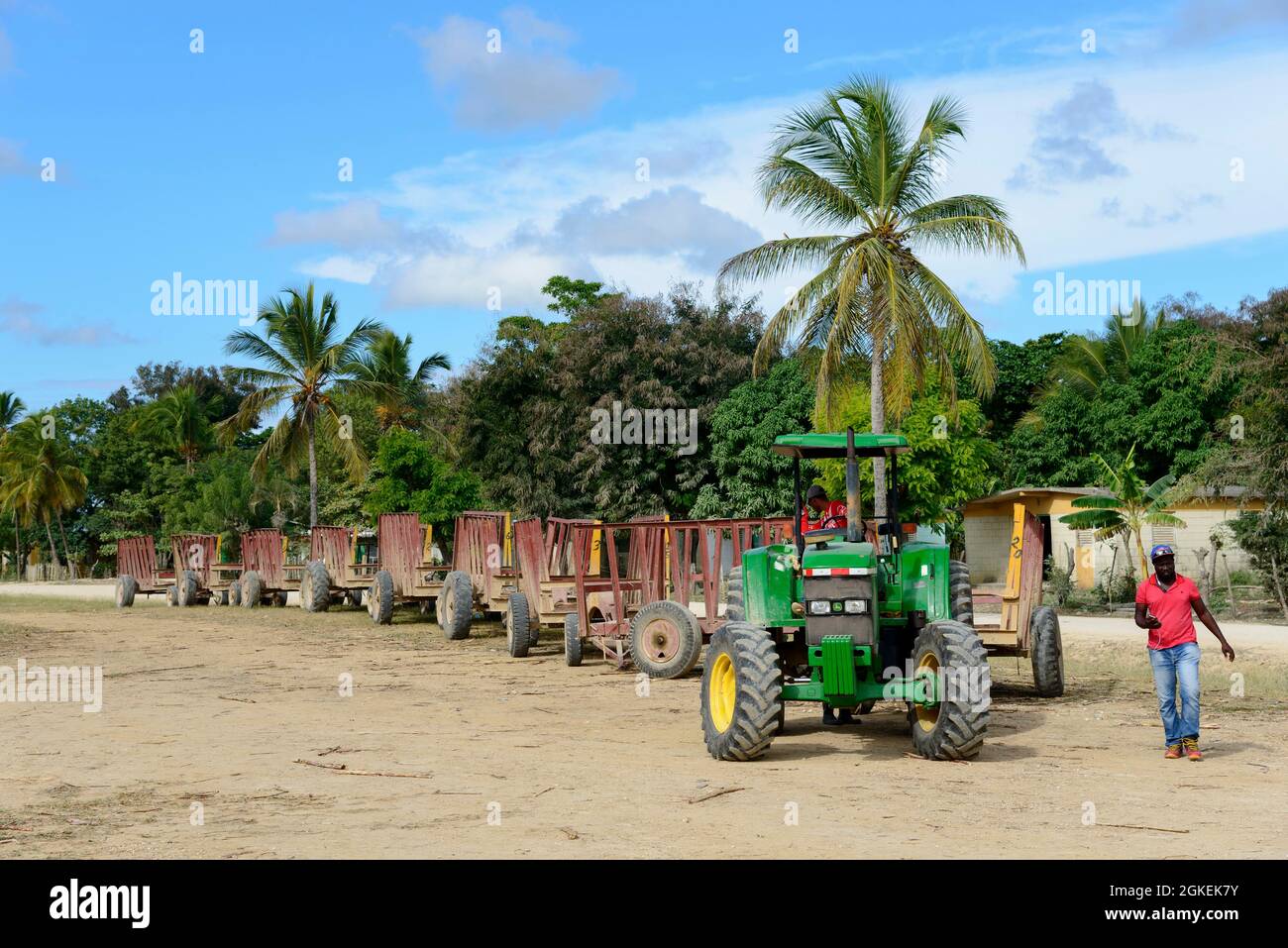 Tractor, sugar cane (Saccharum officinarum), sugar cane harvest, near ...