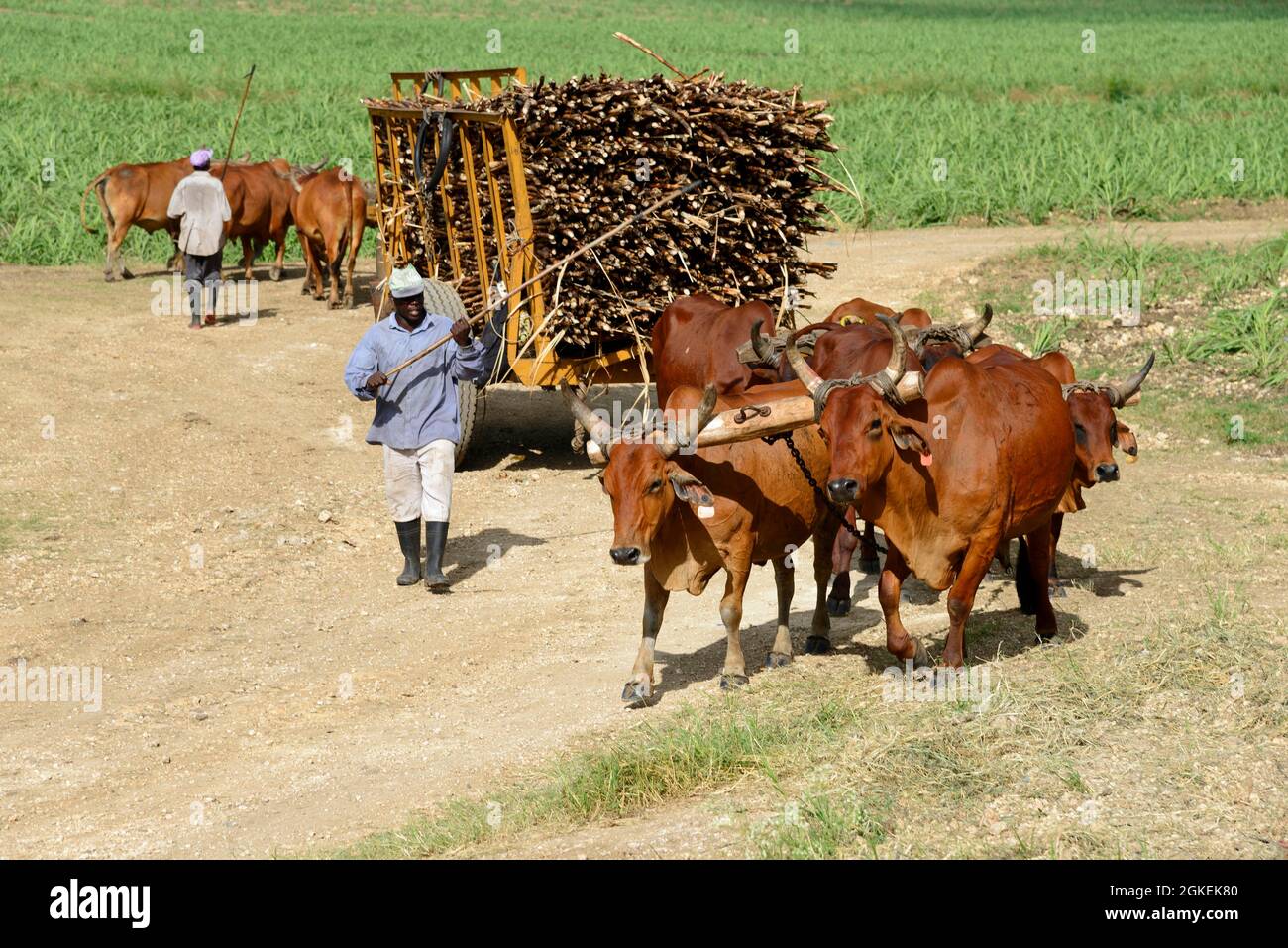 Oxcart, sugar cane (Saccharum officinarum), sugar cane harvest ...