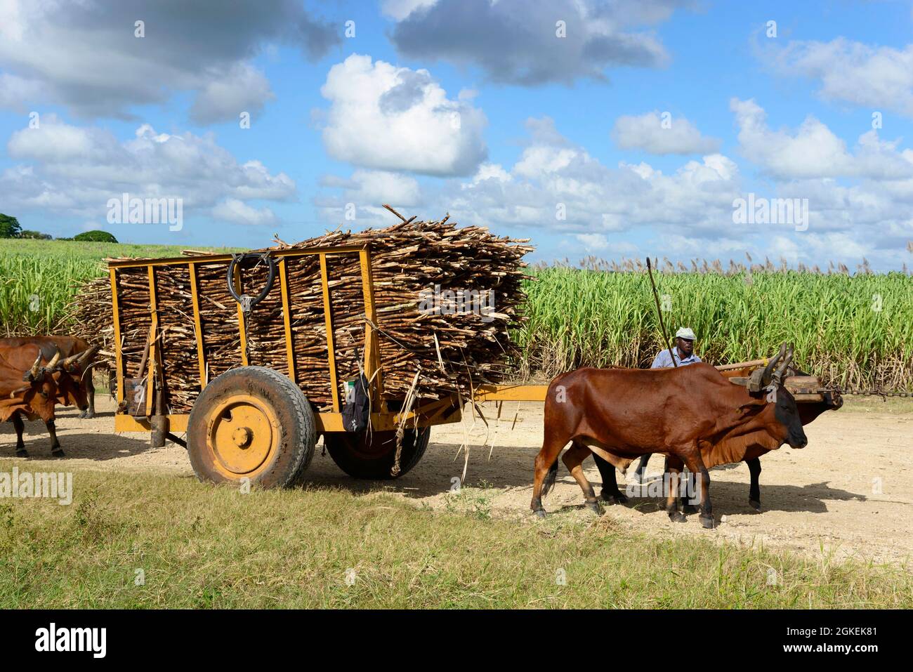 Oxcart, sugar cane (Saccharum officinarum), sugar cane harvest ...
