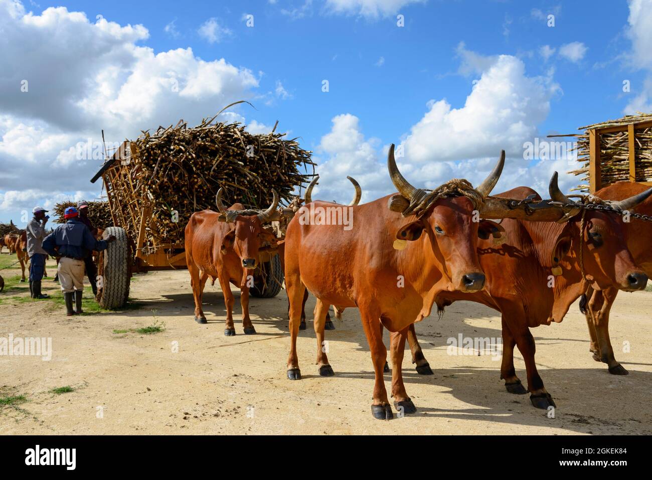 Oxcart, sugar cane (Saccharum officinarum), sugar cane harvest ...