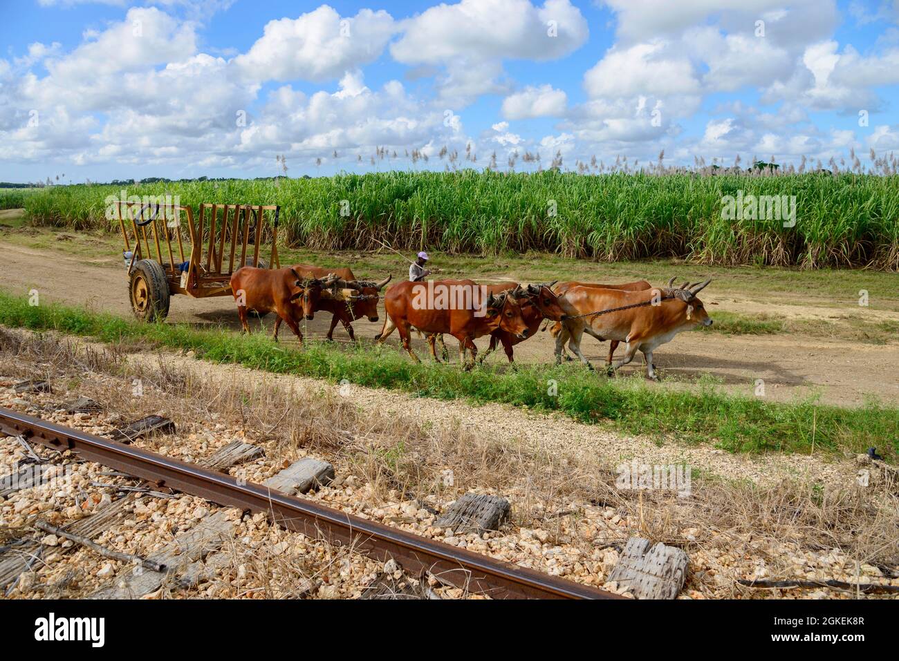 Oxcart, sugar cane (Saccharum officinarum), sugar cane harvest ...