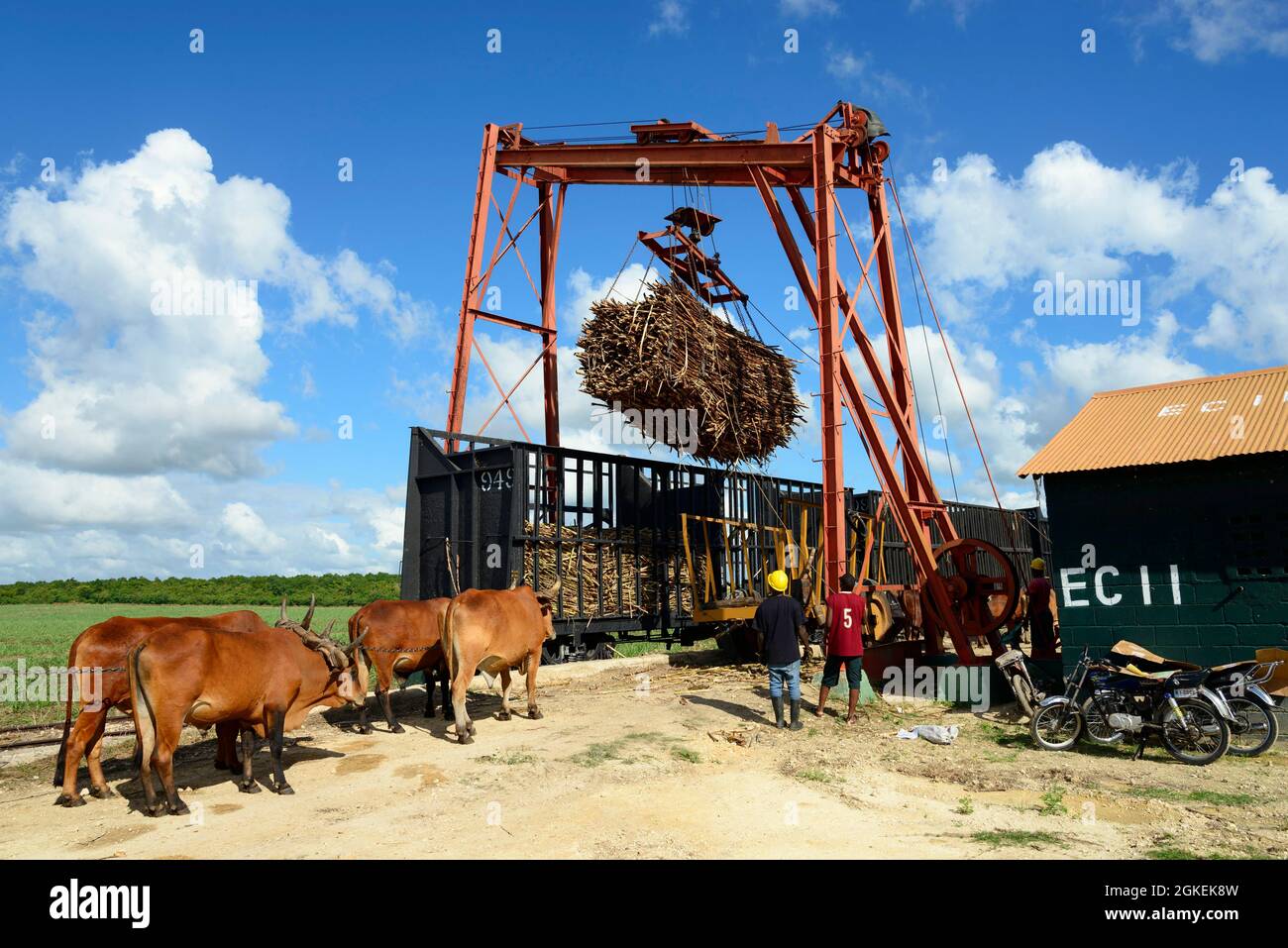 Oxcart, sugar cane (Saccharum officinarum), sugar cane harvest ...