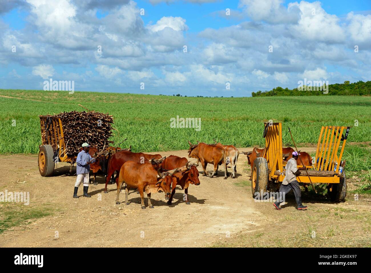 Oxcart, sugar cane (Saccharum officinarum), sugar cane harvest ...