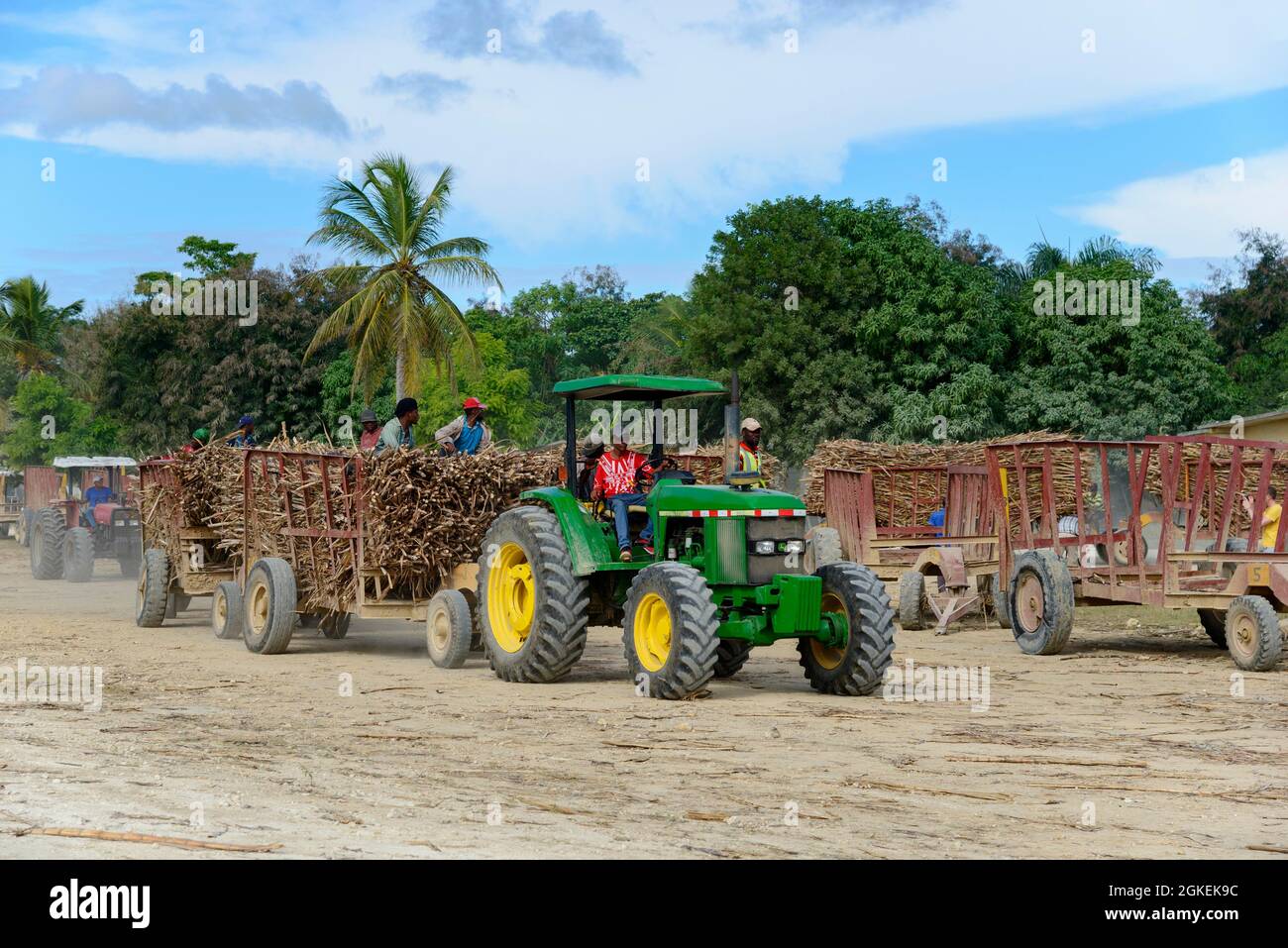 Tractor, sugar cane (Saccharum officinarum), sugar cane harvest, near ...