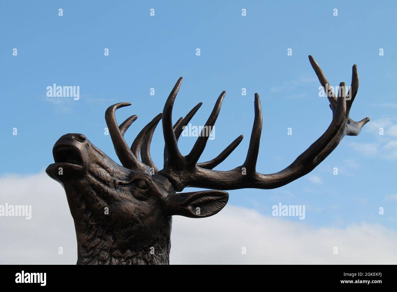 A Metal Model of a Stag Deer Head with Antlers Stock Photo - Alamy