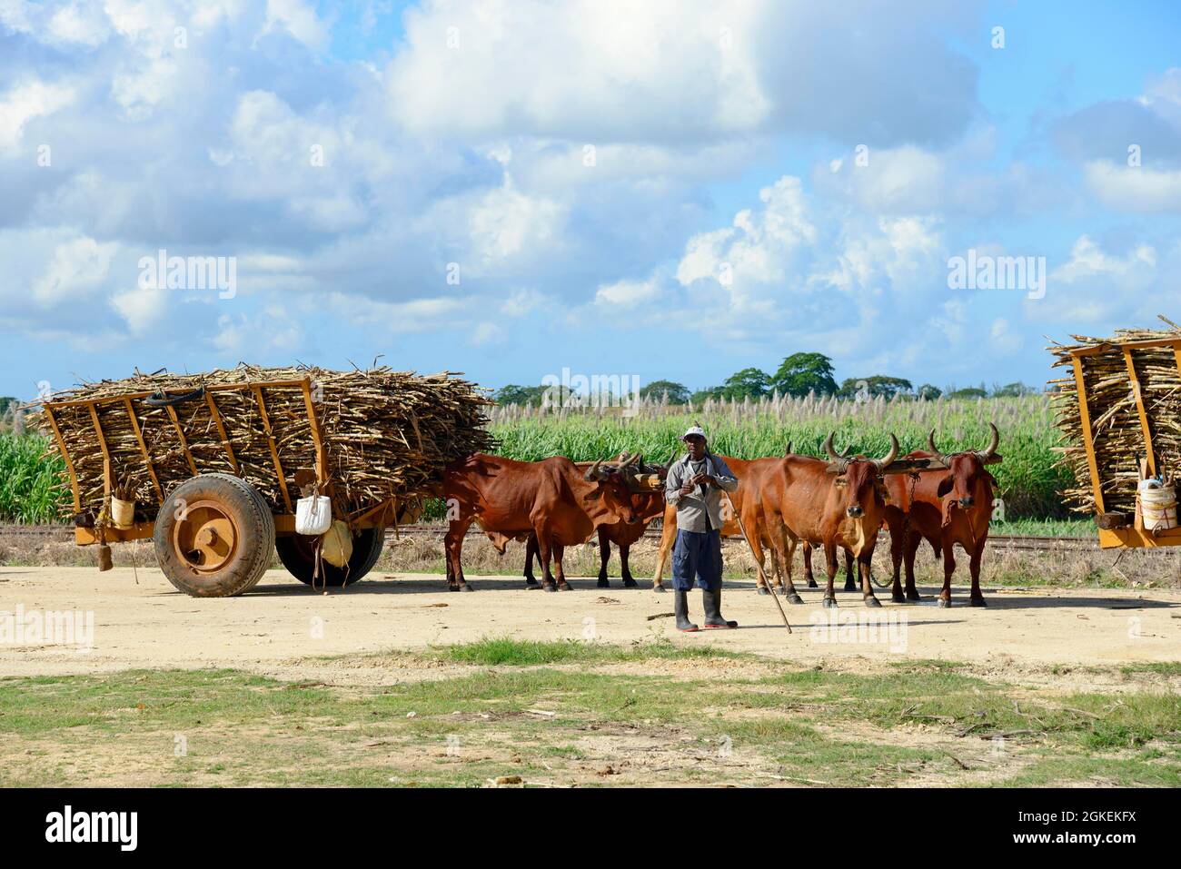 Oxcart, sugar cane (Saccharum officinarum), sugar cane harvest ...
