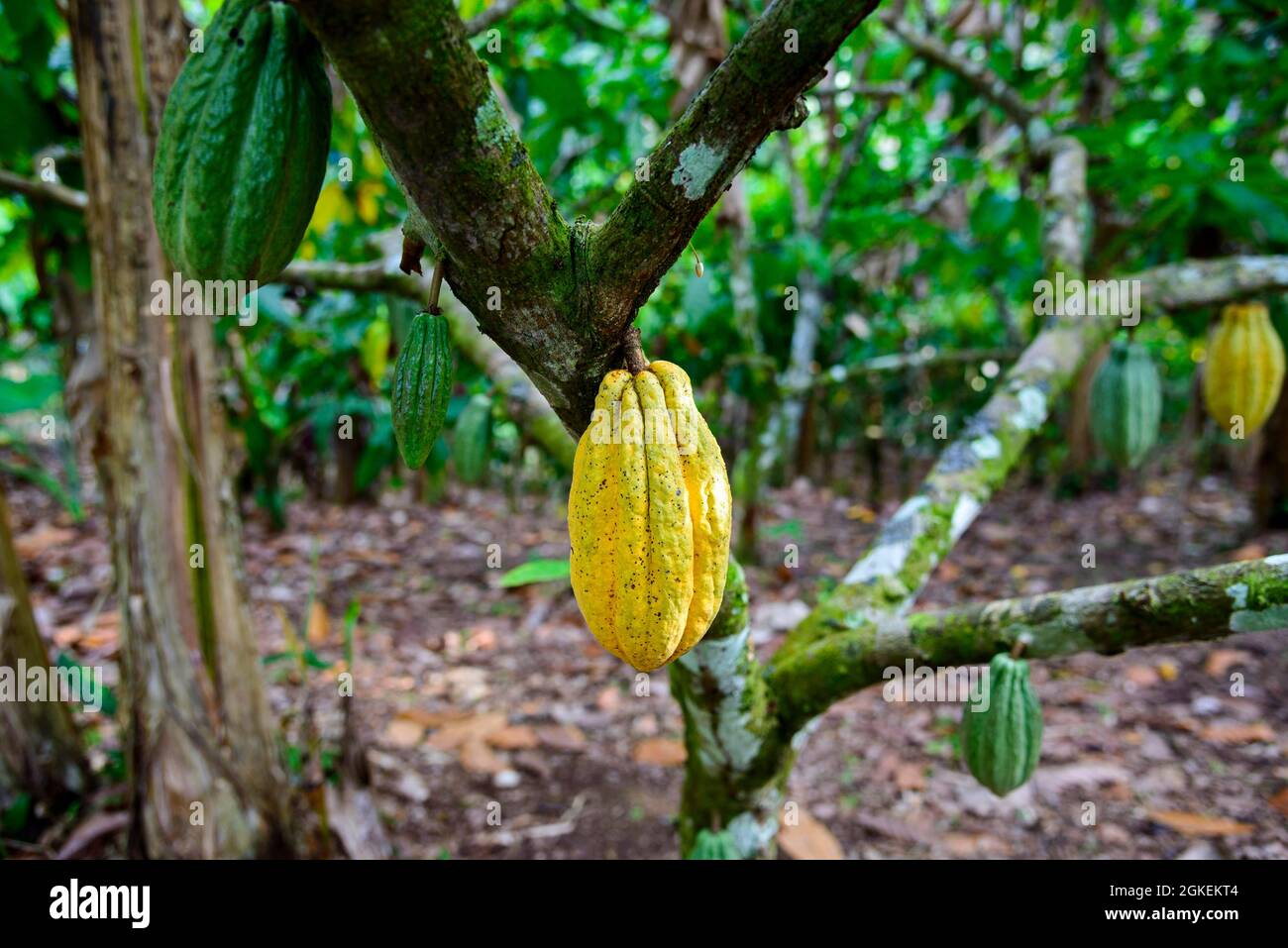 Cacao, Cocoa tree (Theobroma cacao), Cordillera Oriental, Caribbean ...