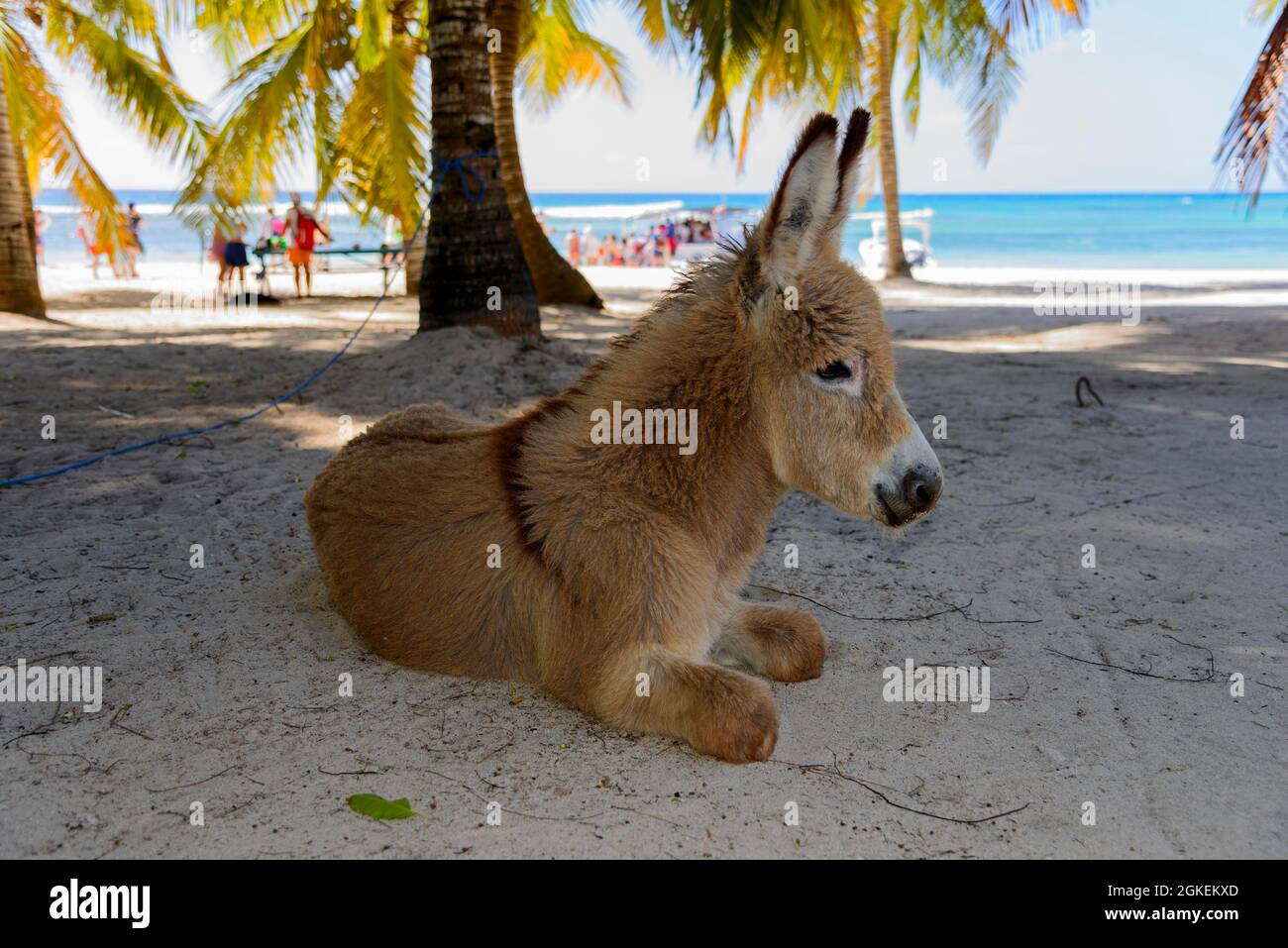 Donkey, fishing village Mano Juan, Isla Saona, Parque Nacional del Este ...