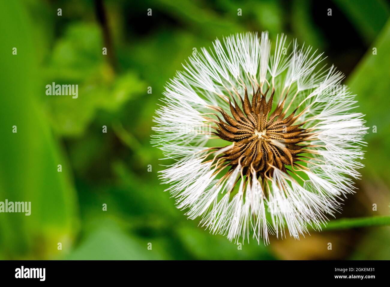 Dandy lion flowers hi-res stock photography and images - Alamy