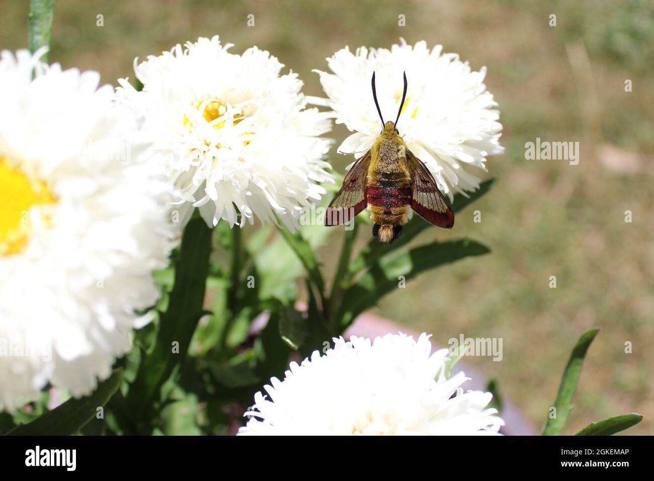 hummingbird hawk moth on a flower Stock Photo - Alamy