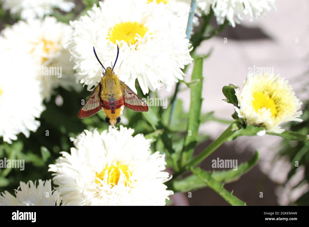 Hawk moth on white flower hi-res stock photography and images - Alamy