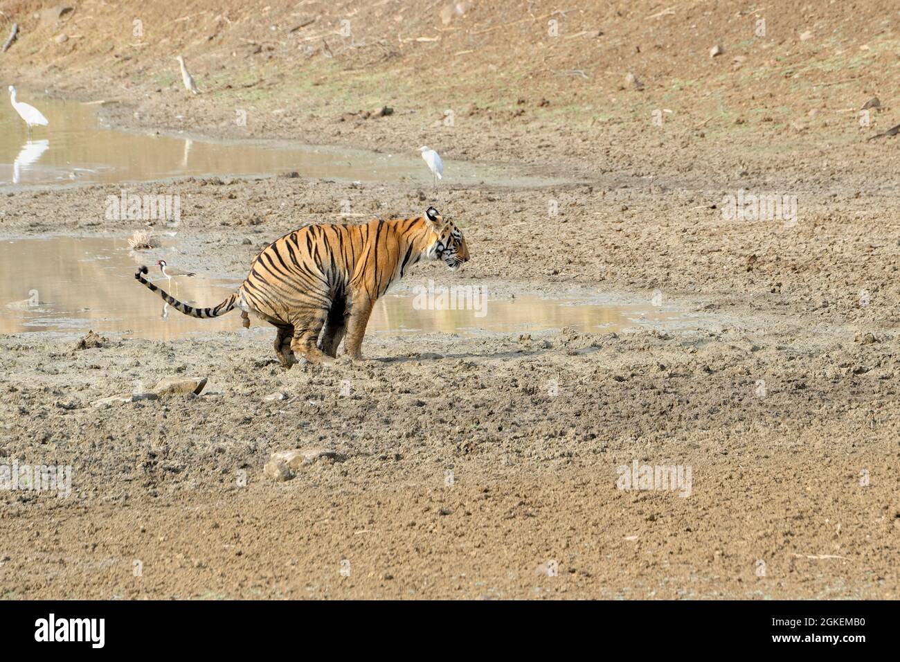 Female Bengal tiger (Panthera tigris tigris) defecating, Tadoba Andhari ...