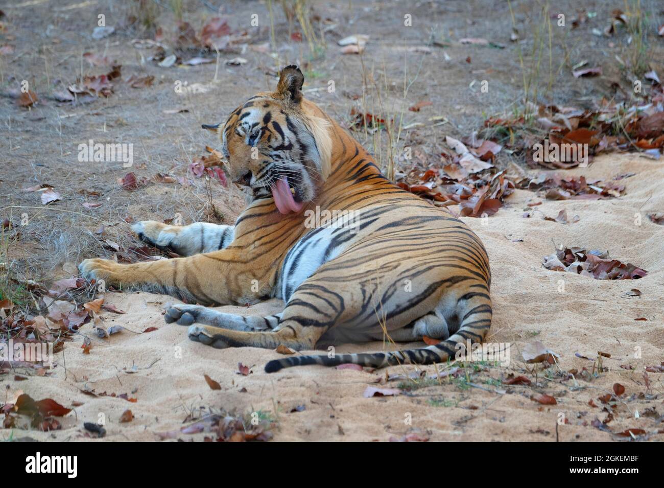 Male Bengal tiger (Panthera tigris tigris) licking a wound, Bandhavgarh ...