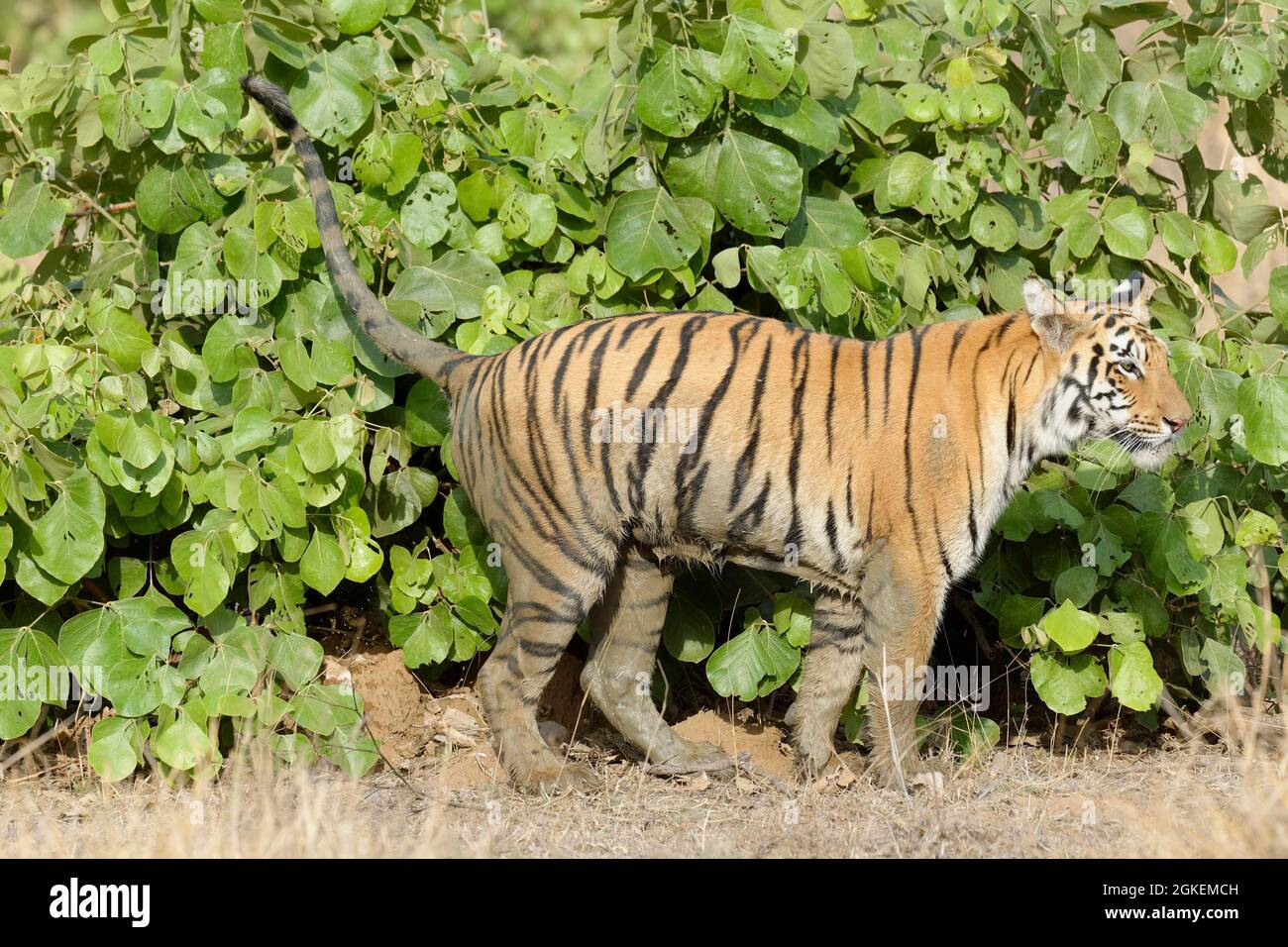 Female Bengal tiger (Panthera tigris tigris), Tadoba Andhari Tiger ...