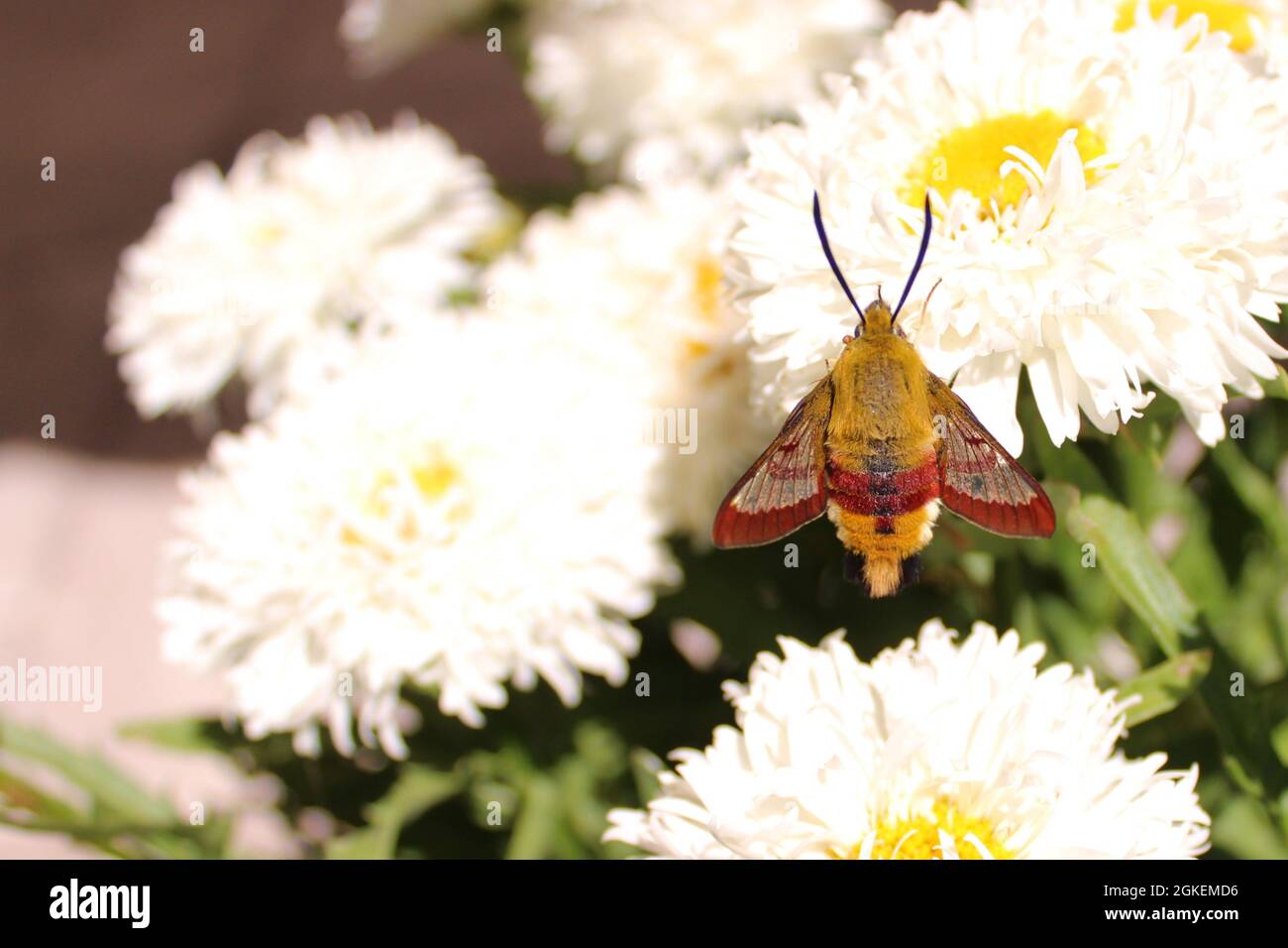 Hawk moth on white flower hi-res stock photography and images - Alamy