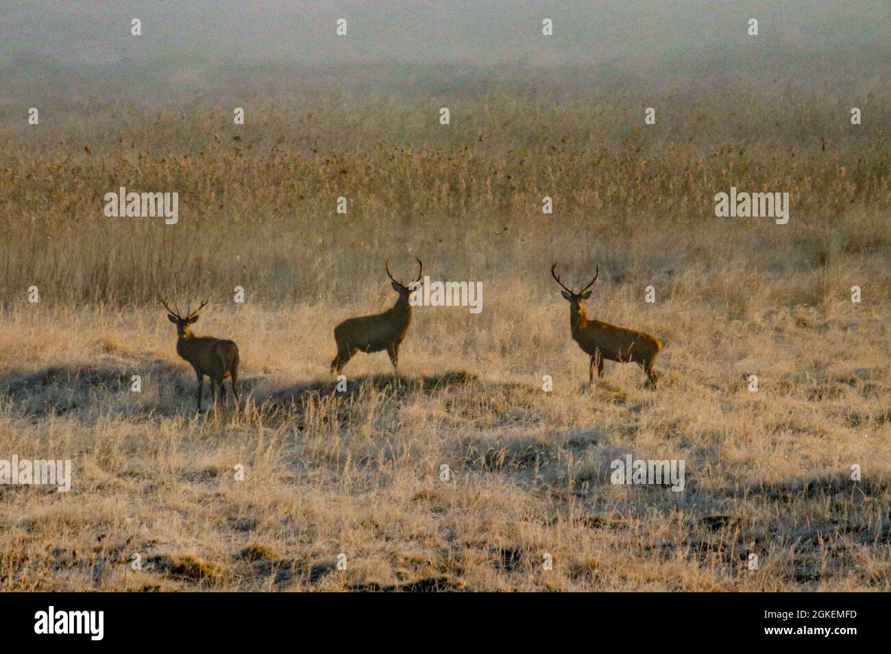 A trio of red deer stand in a field on the morning of March 31, 2021 on ...