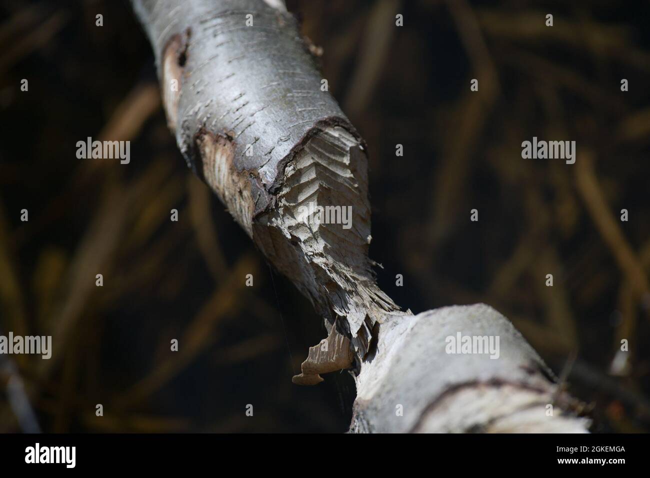 Photo shows beaver bite marks March 31, 2021 on Grafenwoehr Training ...